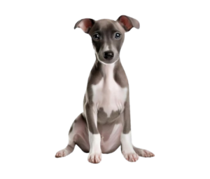 Italian Greyhound Puppies for Sale - Meet our purebred Italian ...